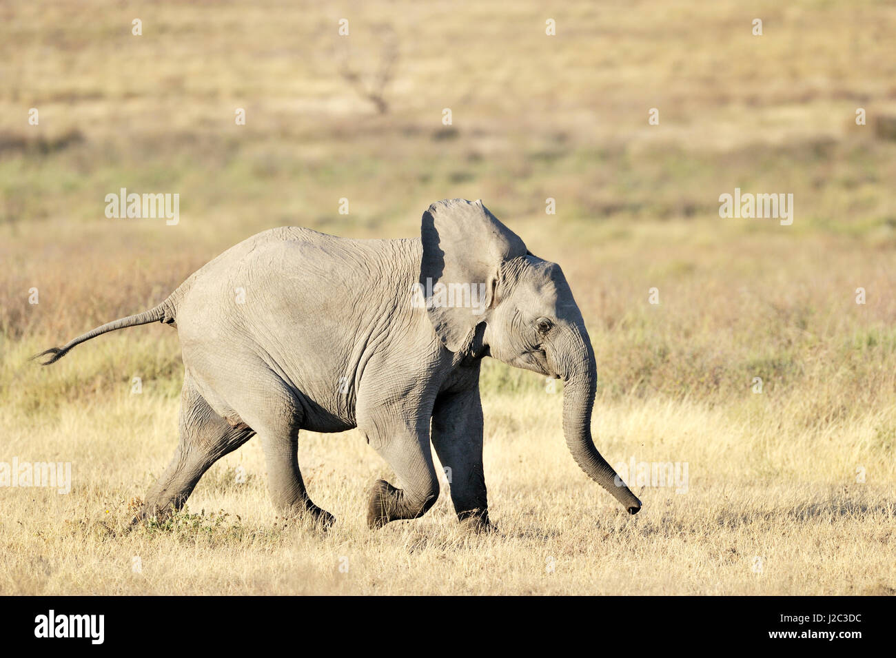 Running elephant hi-res stock photography and images - Alamy