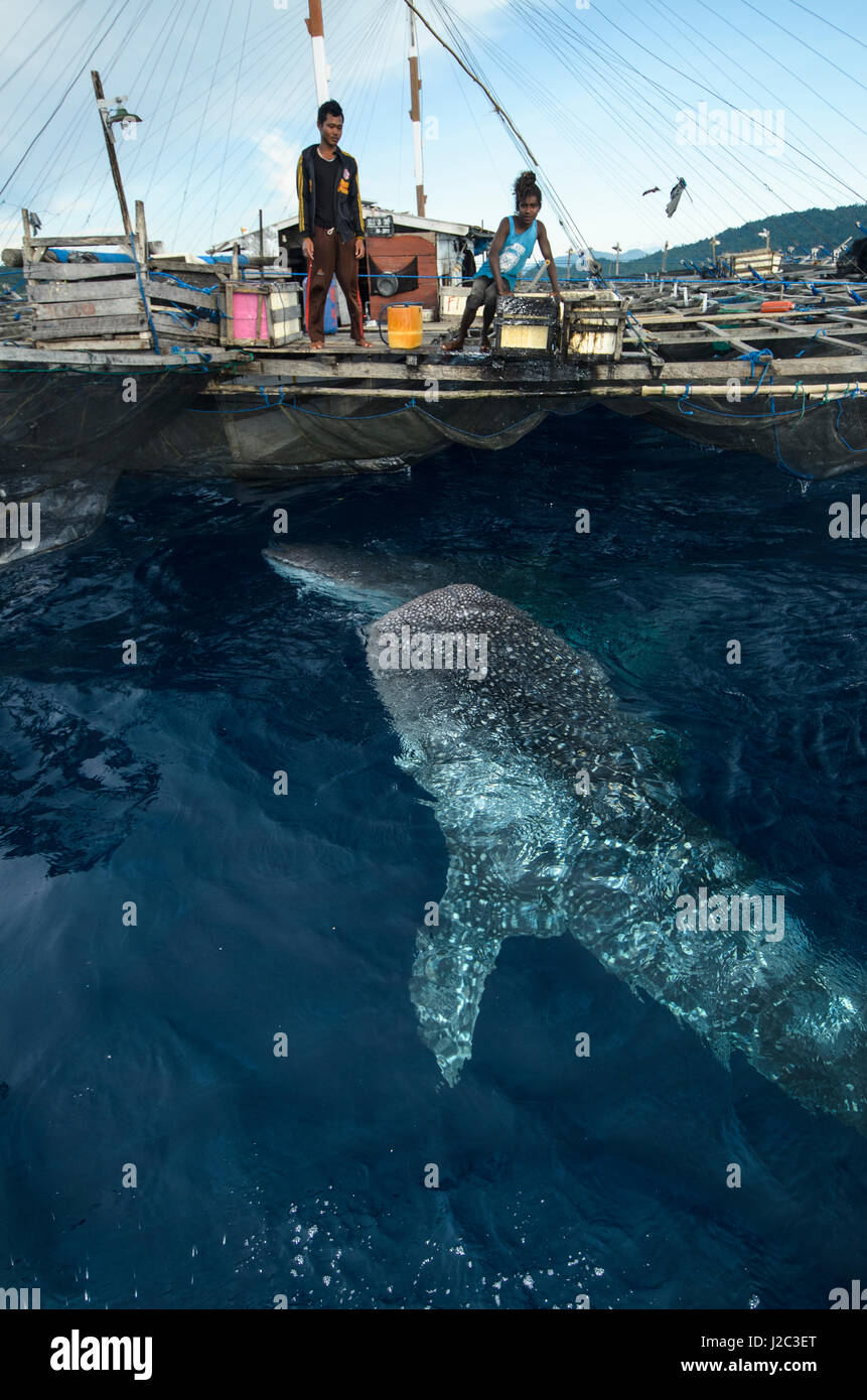 Whale Shark feeding at Bagan, Cenderawasih Bay, West Papua, Indonesia ...