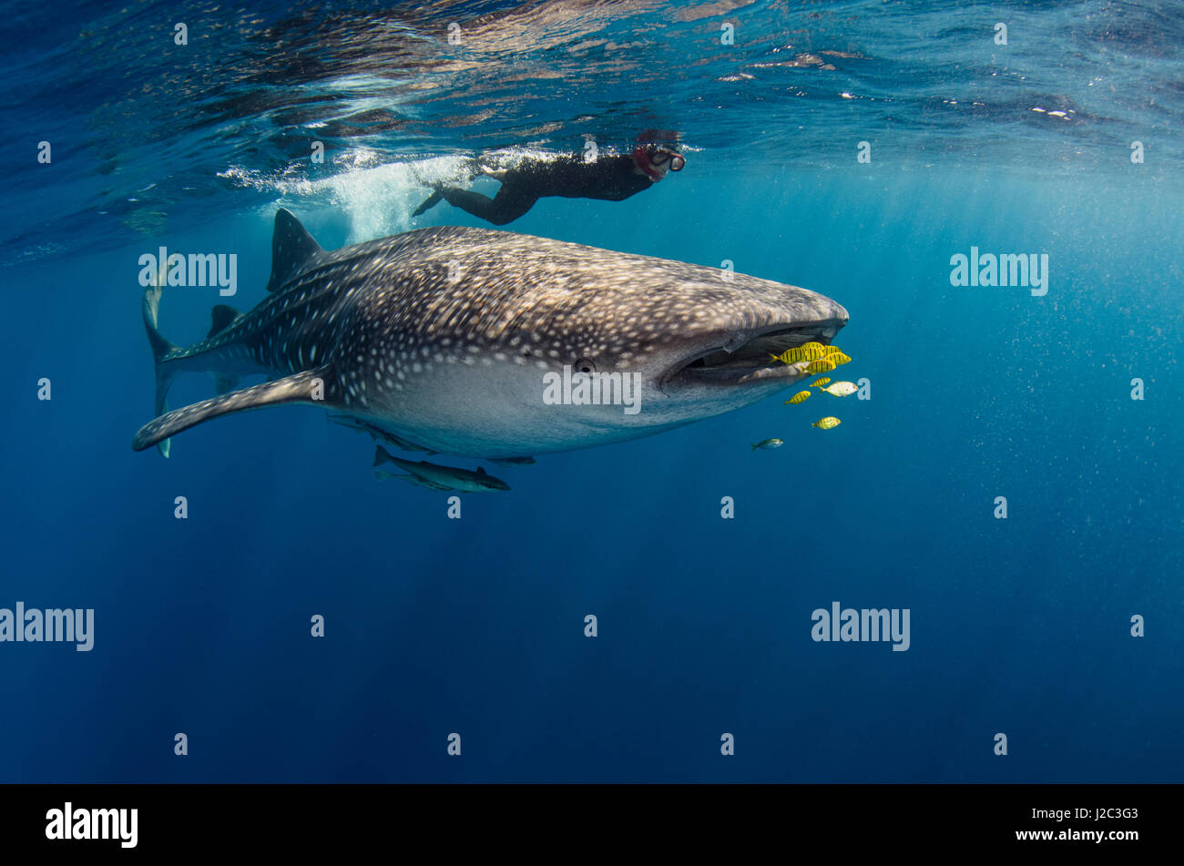 Whale Shark and tourist. Cenderawasih Bay, West Papua, Indonesia Stock ...