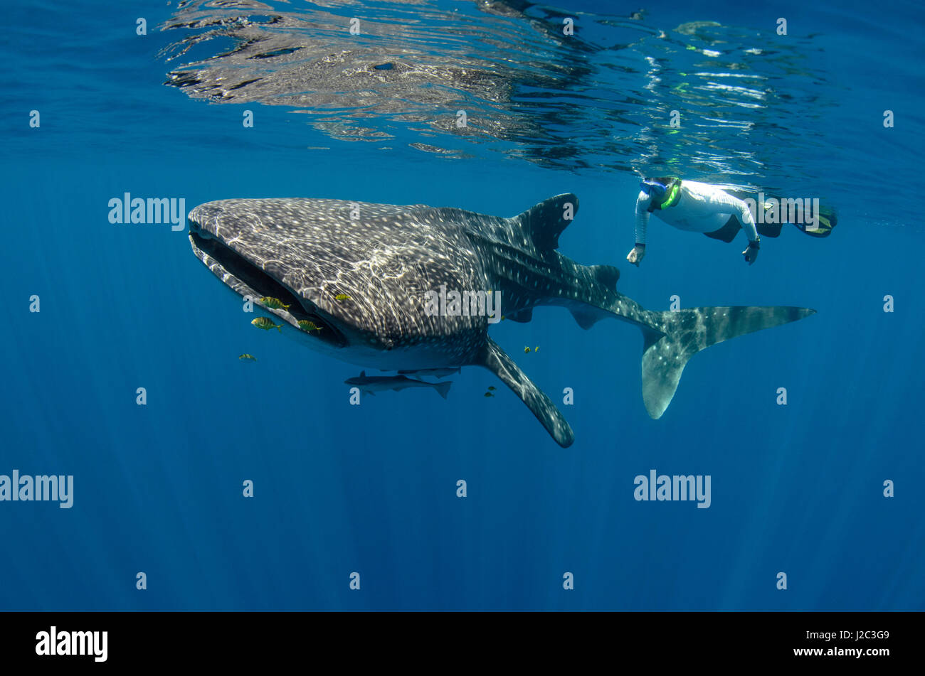 Whale Shark and tourist. Cenderawasih Bay, West Papua, Indonesia Stock ...