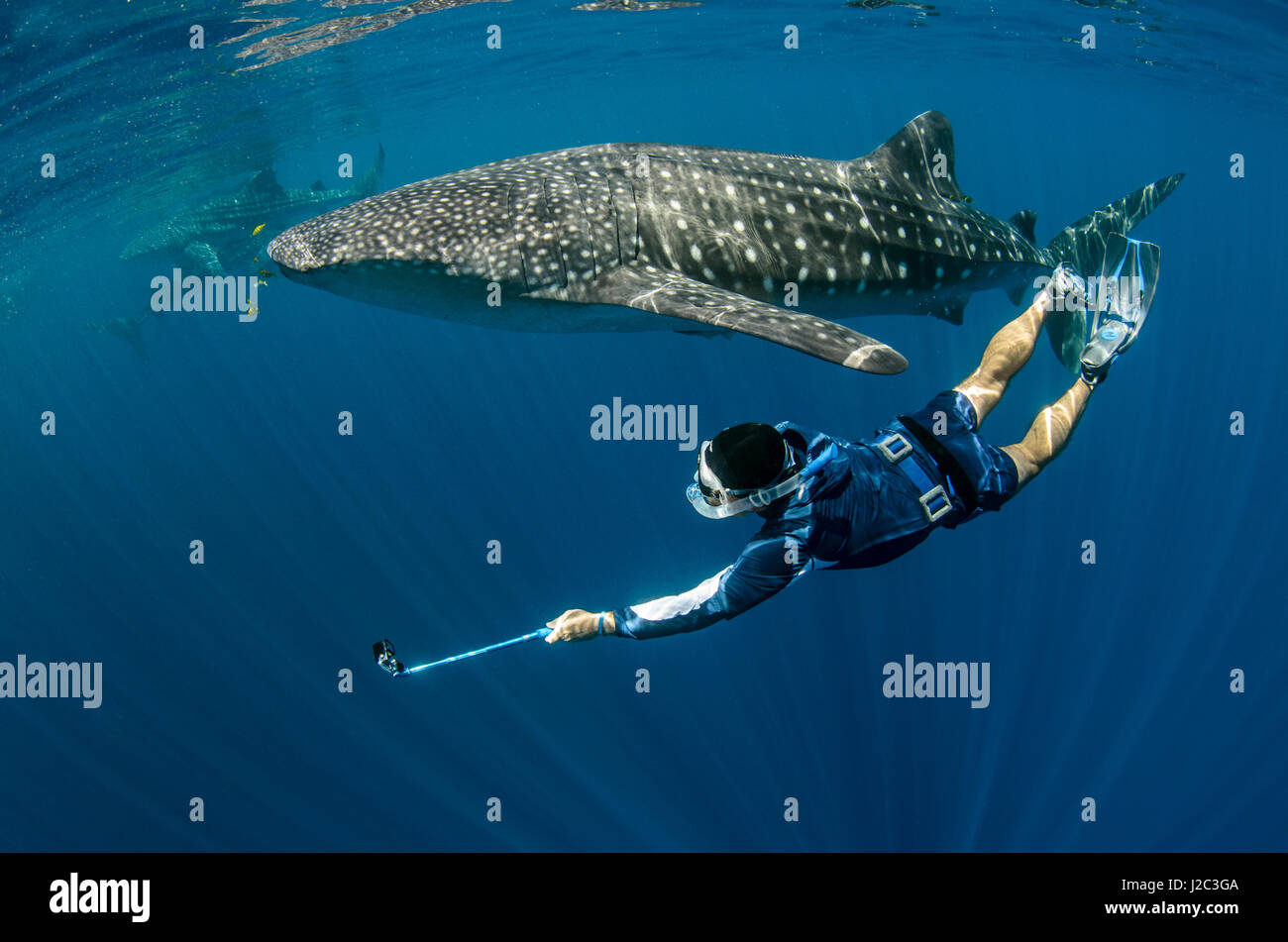 Whale Shark and tourist. Cenderawasih Bay, West Papua, Indonesia Stock ...