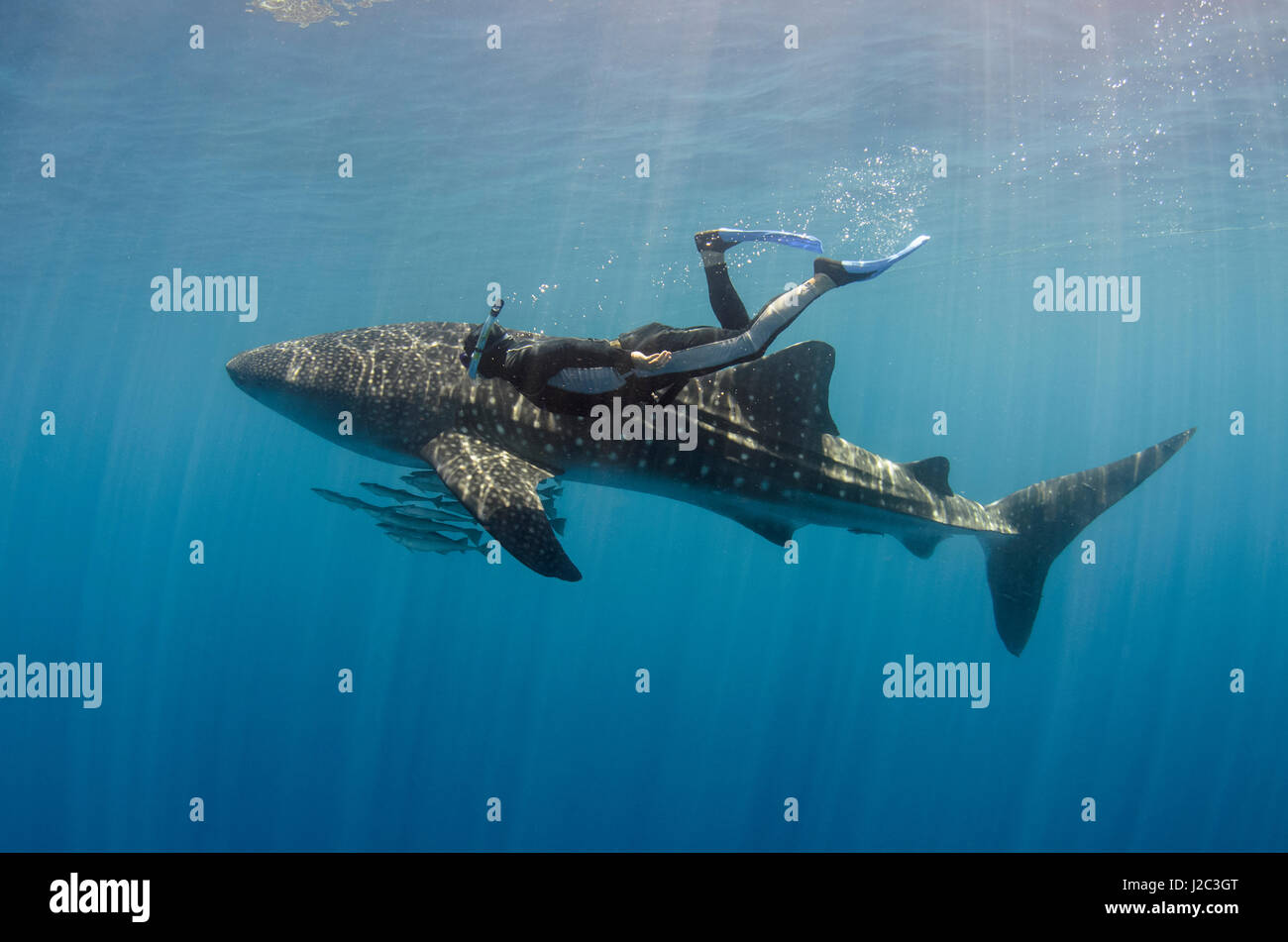 Whale Shark and tourist. Cenderawasih Bay, West Papua, Indonesia Stock ...