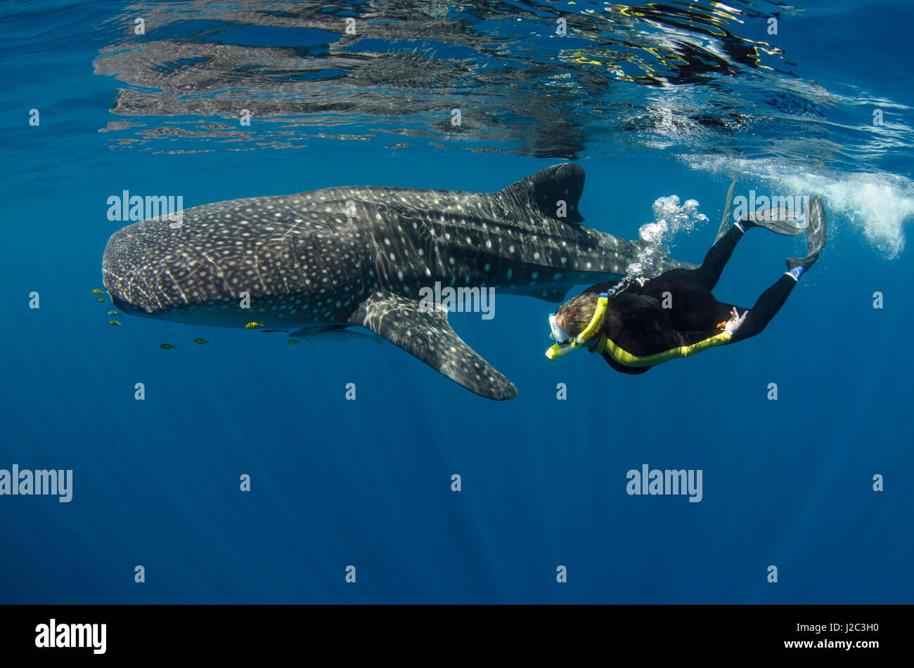 Whale Shark and tourist. Cenderawasih Bay, West Papua, Indonesia Stock ...