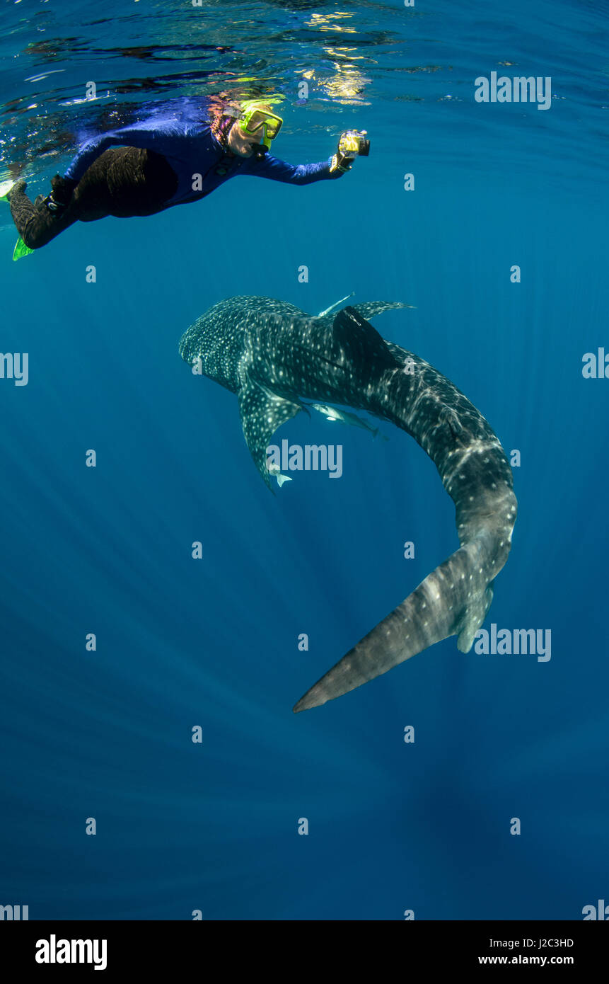 Whale Shark and tourist. Cenderawasih Bay, West Papua, Indonesia Stock ...
