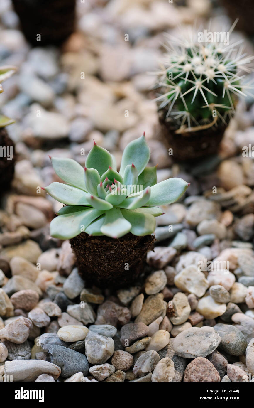 Cacti on ground hi-res stock photography and images - Alamy