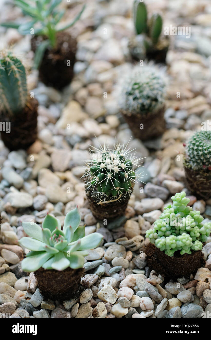 Cacti on ground hi-res stock photography and images - Alamy