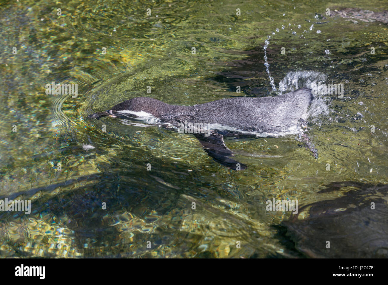 Detail portrait of a penguin. Penguin in the water Stock Photo - Alamy
