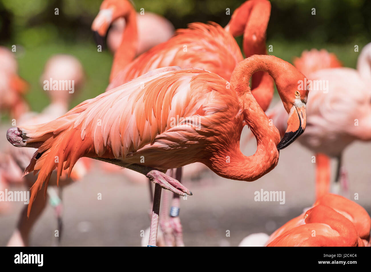 American Flamingo - Phoenicopterus ruber - beautiful red colored bird ...