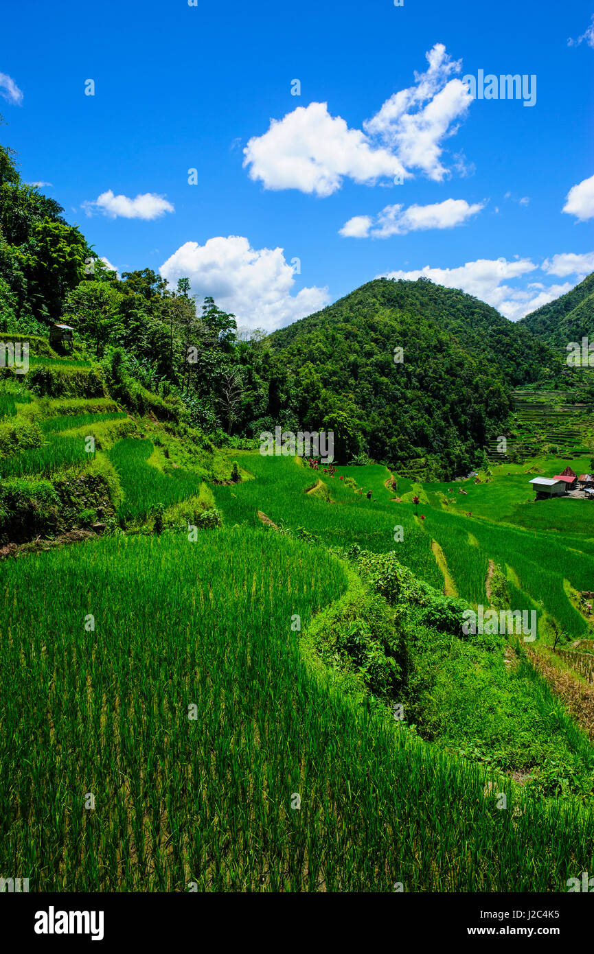 Bangaan in the rice terraces of Banaue, Northern Luzon, Philippines ...