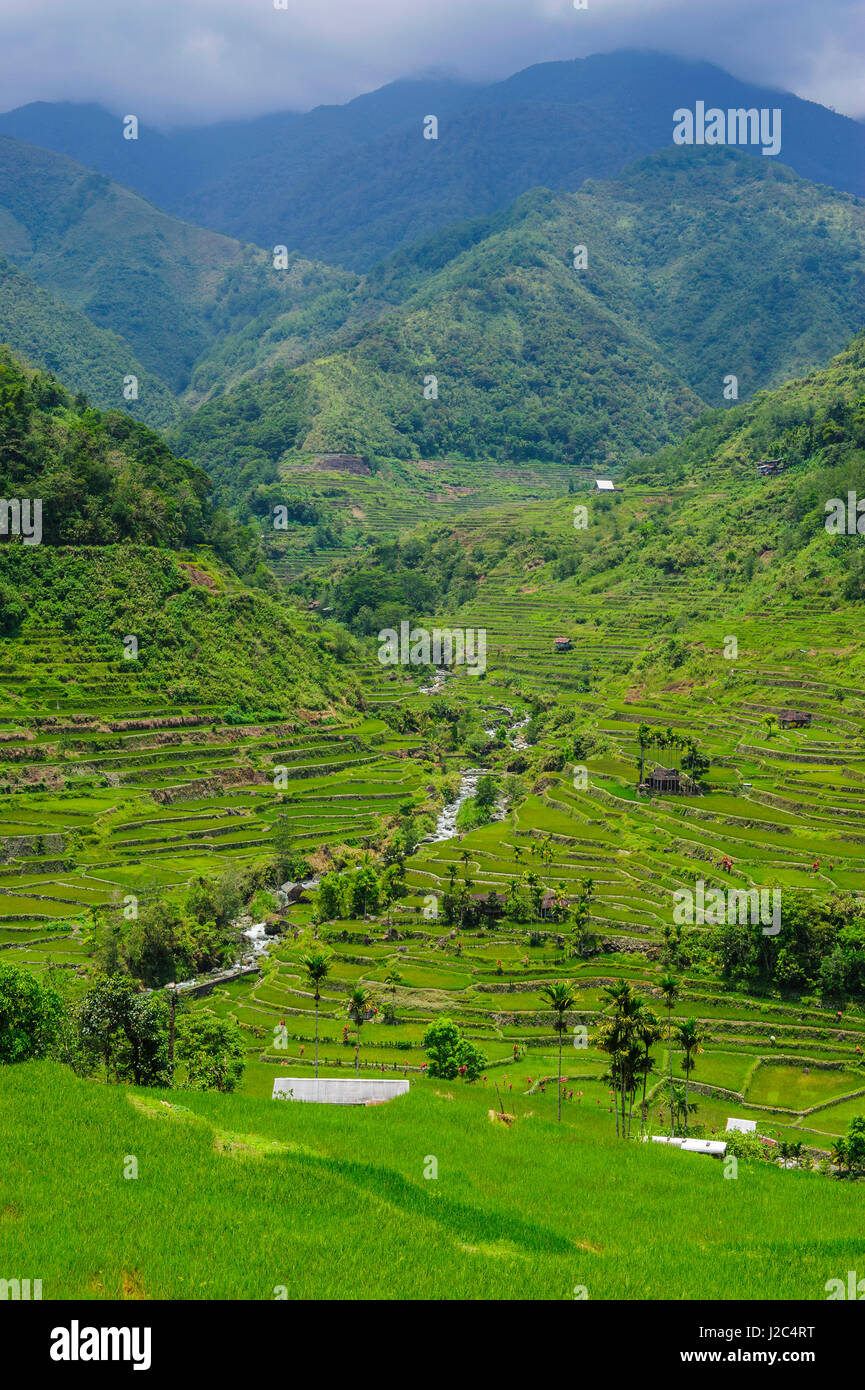 Hapao Rice Terraces, World Heritage Site, Banaue, Luzon, Philippines ...