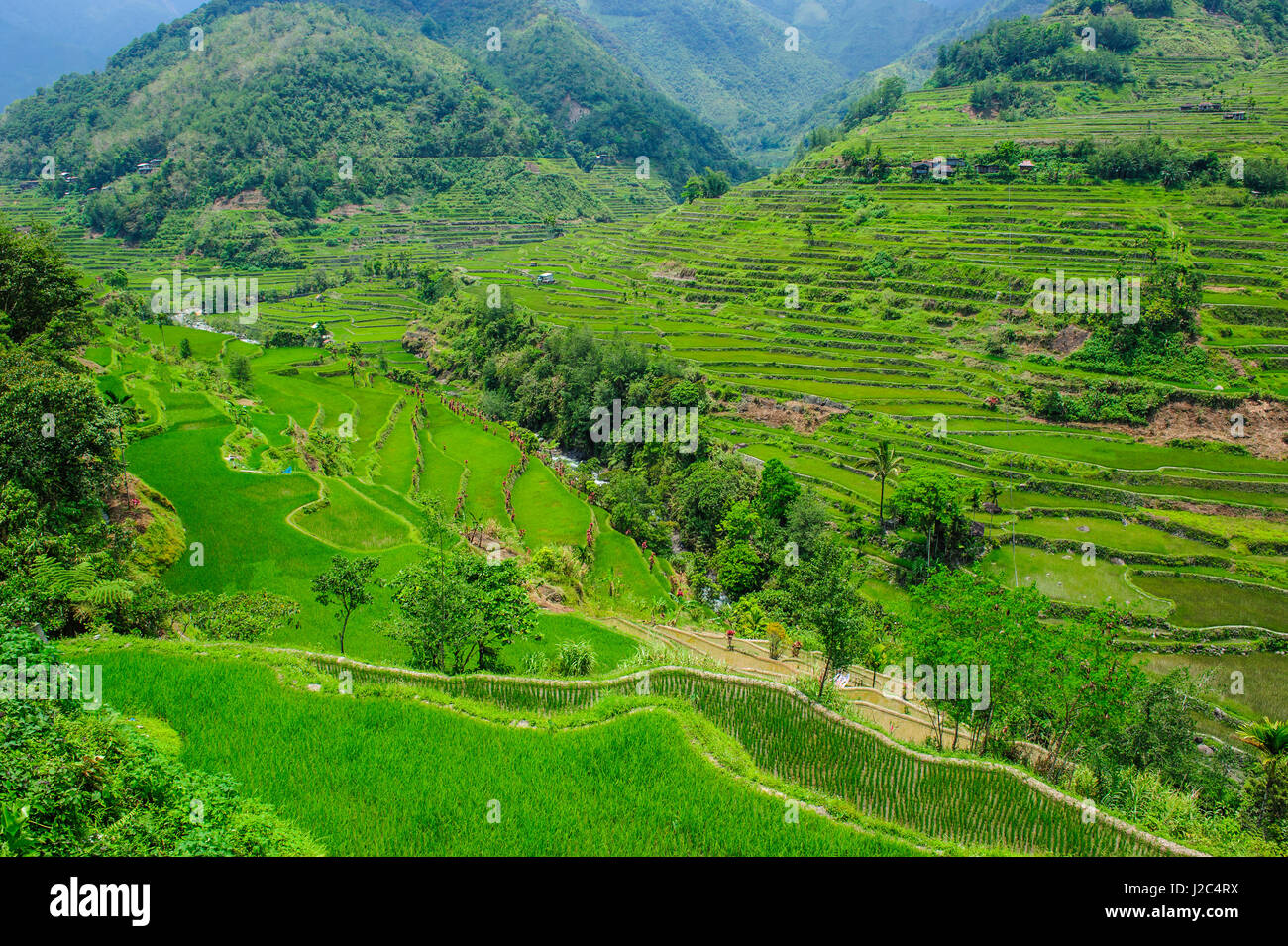 Hapao Rice Terraces, World Heritage Site, Banaue, Luzon, Philippines ...