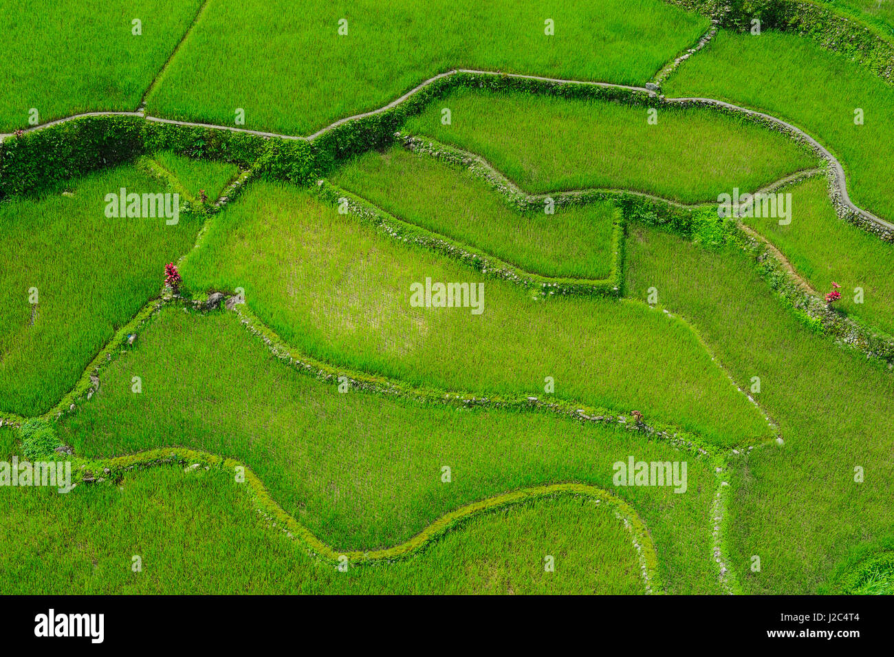 Hapao Rice Terraces, World Heritage Site, Banaue, Luzon, Philippines ...
