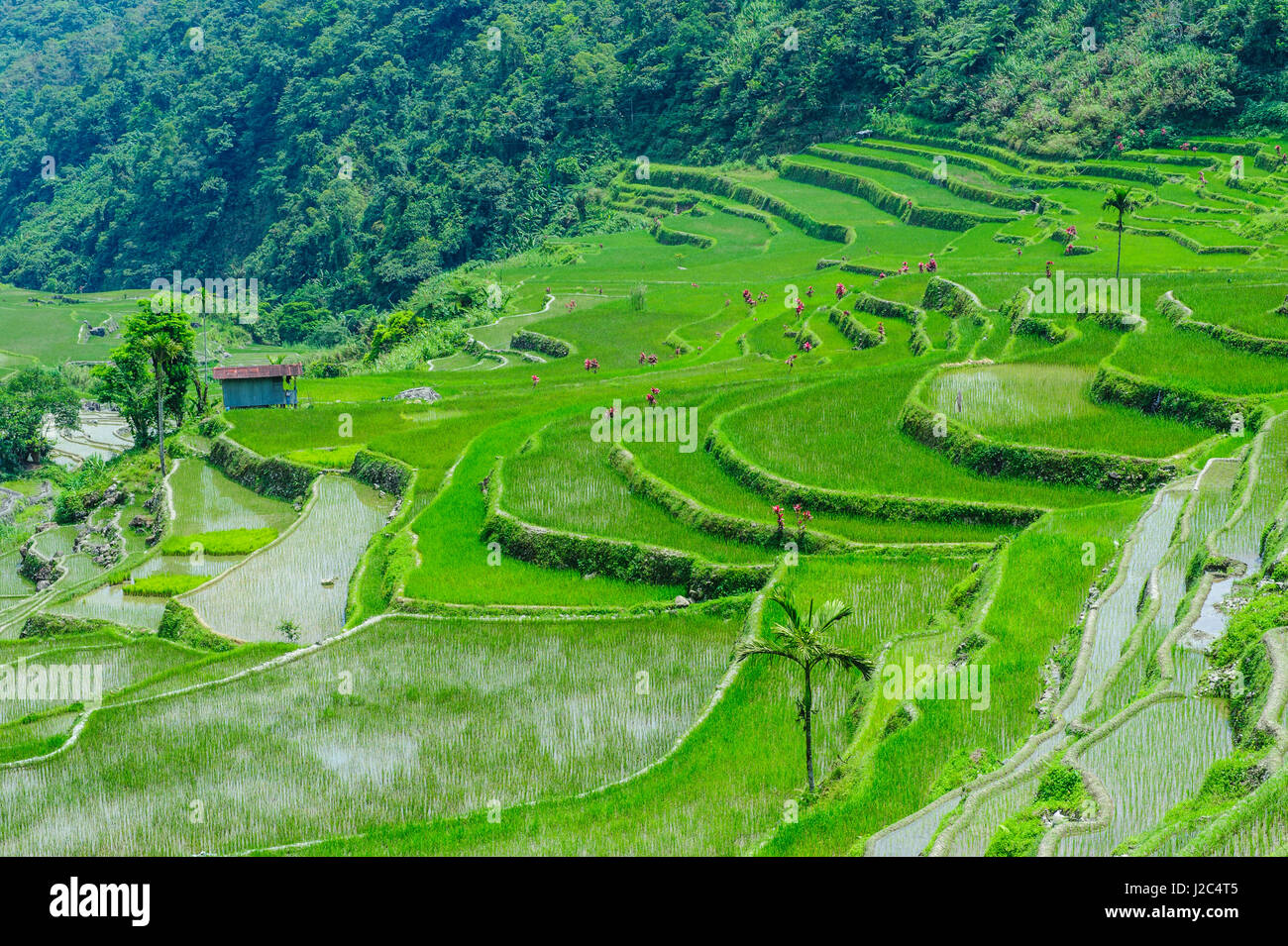 Hapao Rice Terraces, World Heritage Site, Banaue, Luzon, Philippines ...