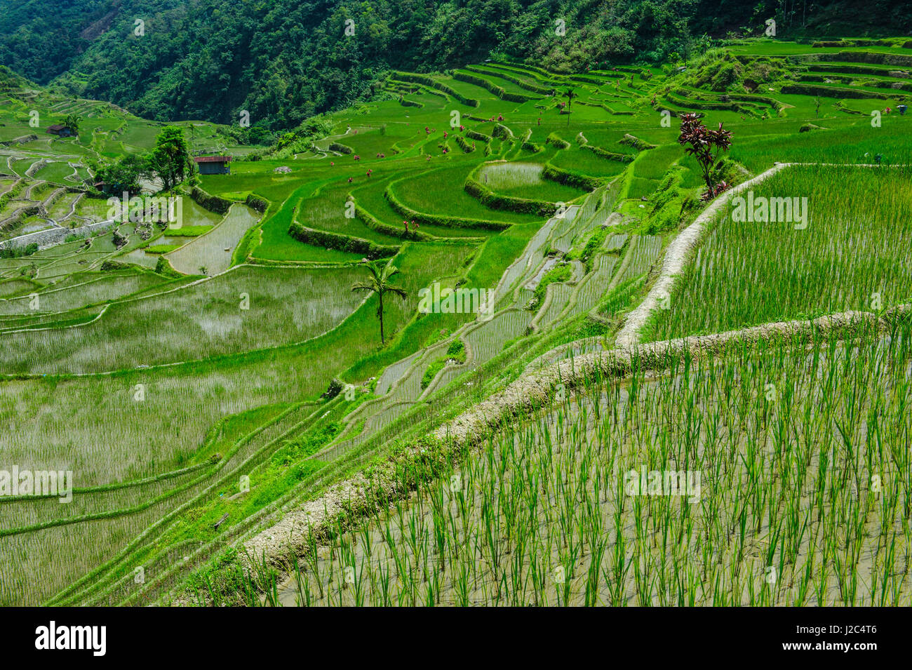 Hapao Rice Terraces, World Heritage Site, Banaue, Luzon, Philippines ...