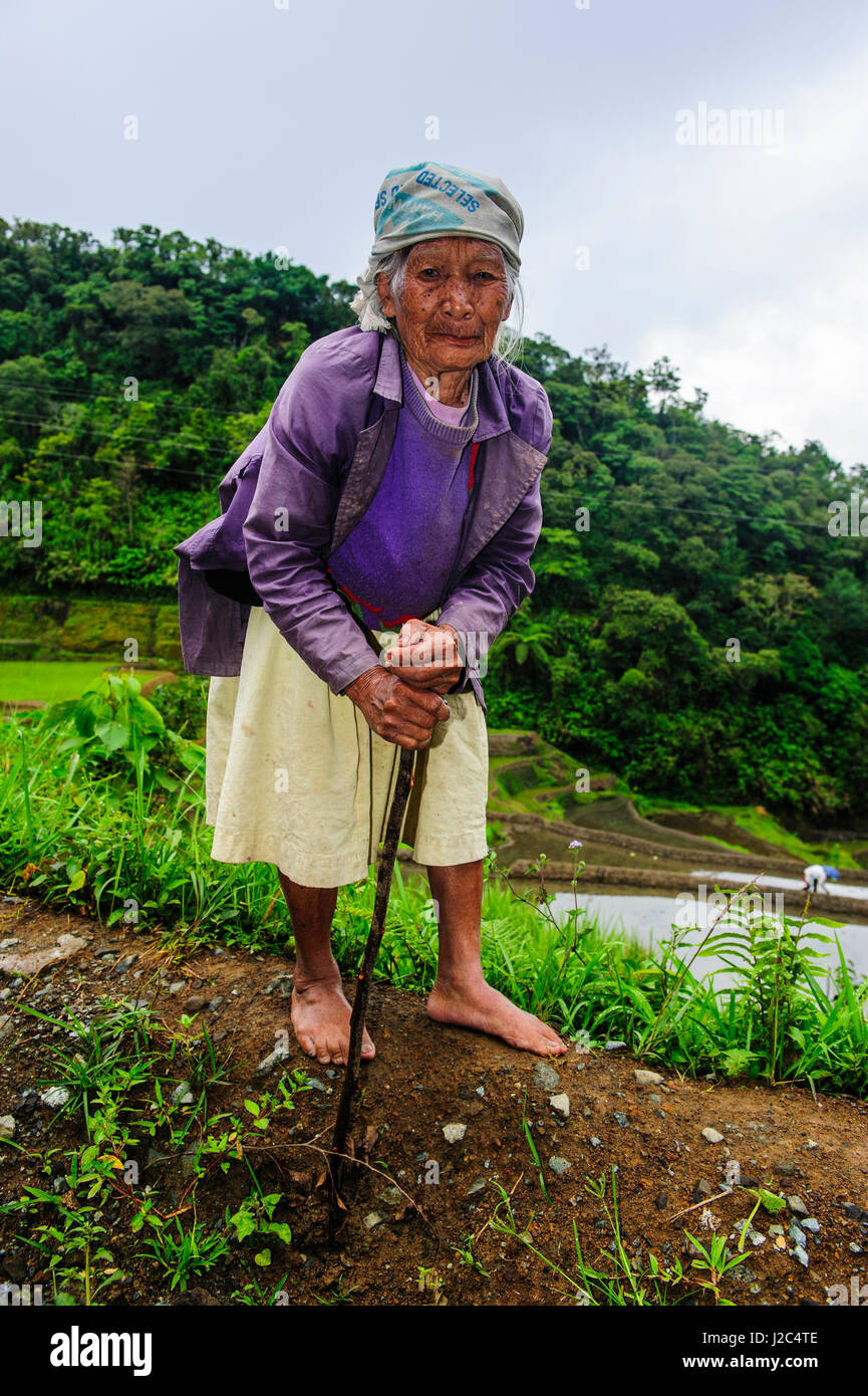 Ifugao woman working on the Unesco World Heritage Site, Rice Terraces ...