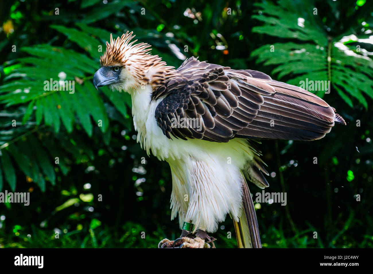 Philippine eagle hi-res stock photography and images - Alamy
