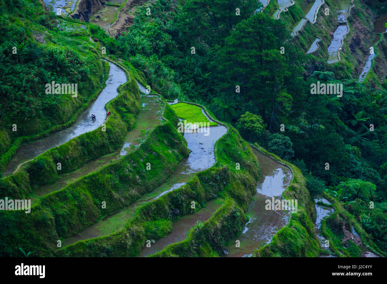 Unesco World Heritage Site, Rice Terraces of Banaue, Northern Luzon ...