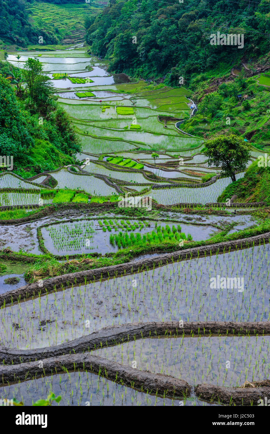 Unesco World Heritage Site, Rice Terraces of Banaue, Northern Luzon ...