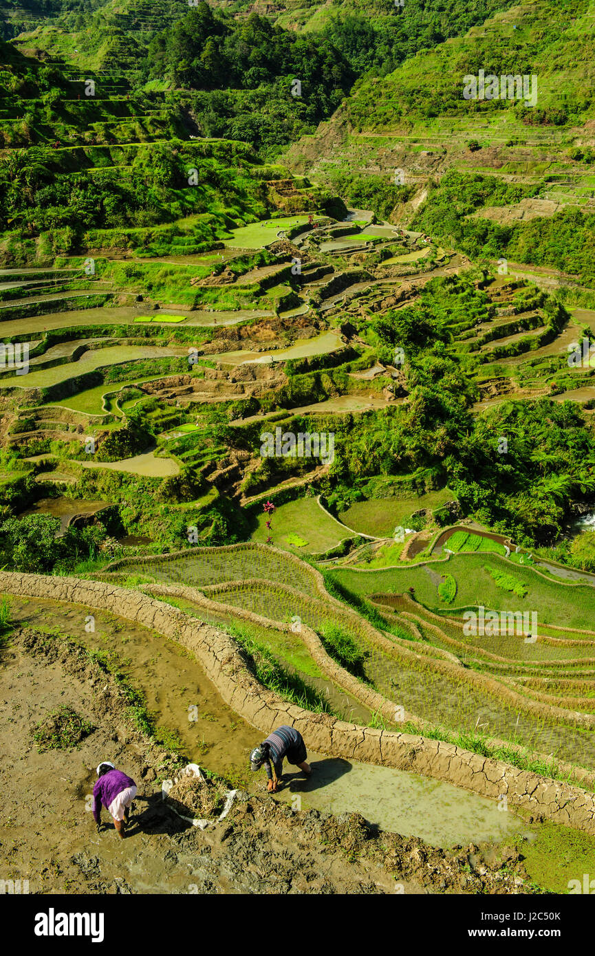 Unesco World Heritage Site, Rice Terraces of Banaue, Northern Luzon ...