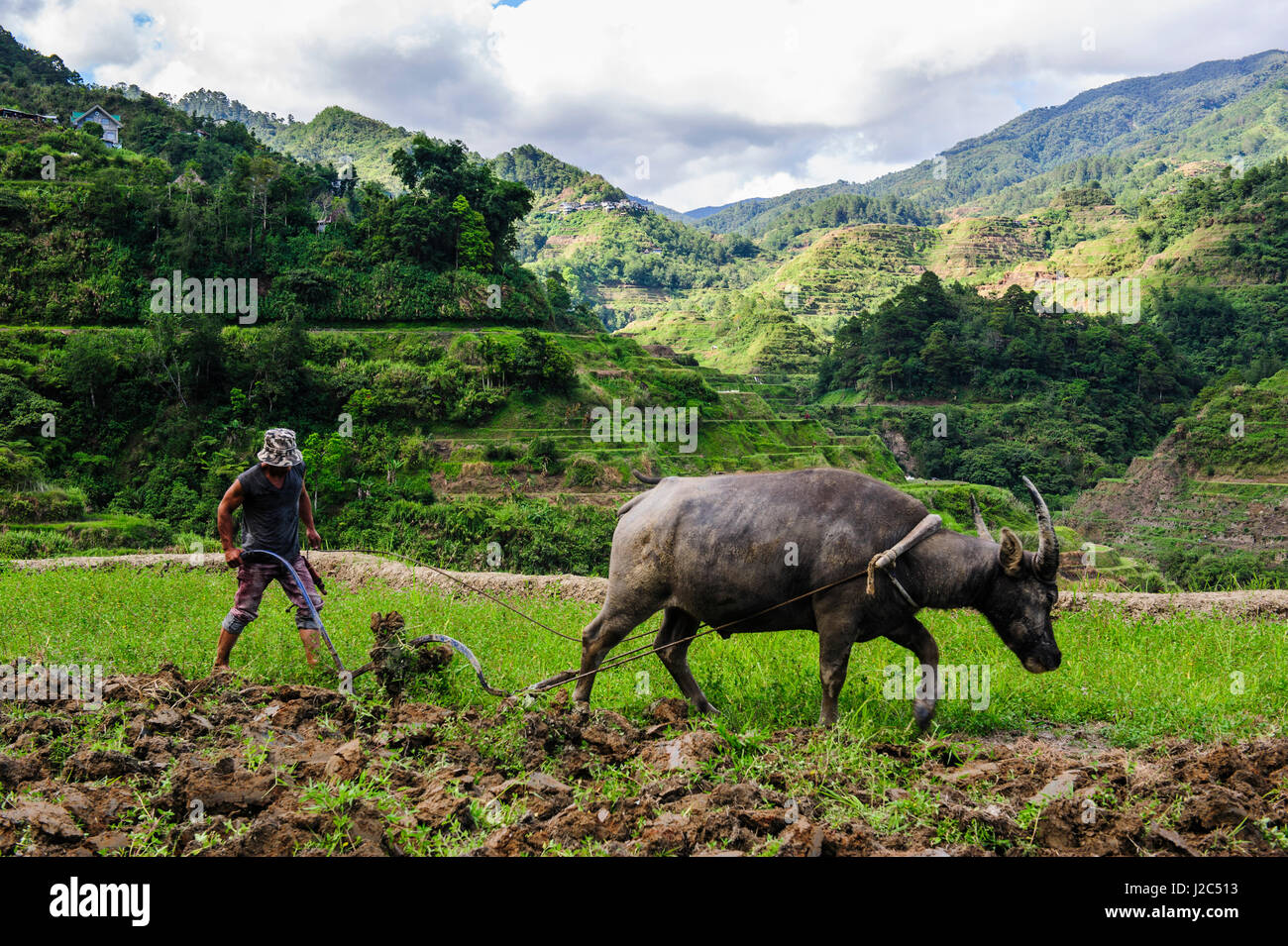 Water buffalo is ploughing through a Unesco World Heritage Site, Rice ...