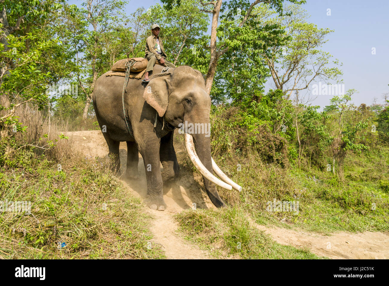 Elephant teeth hi-res stock photography and images - Alamy