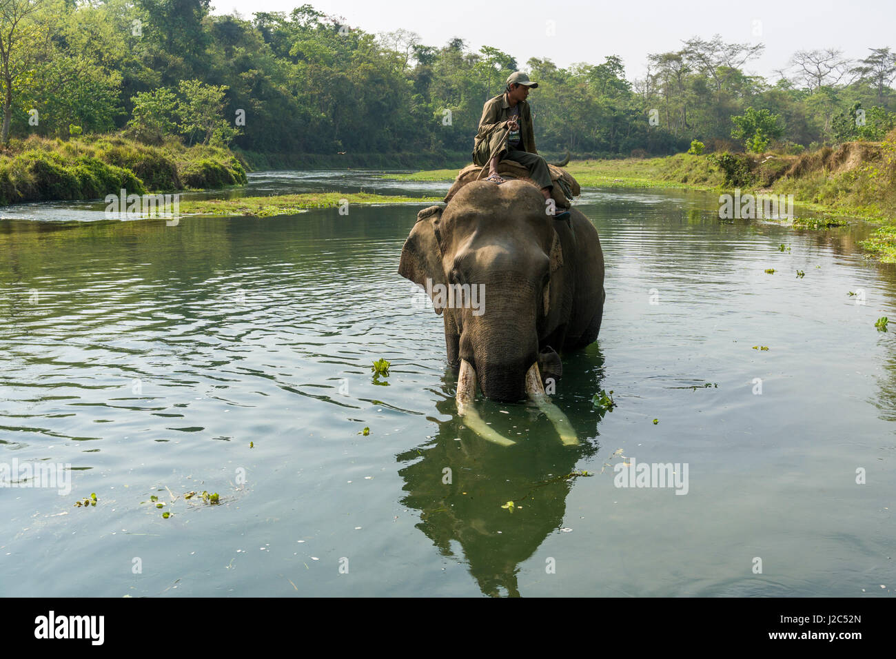 A male elephant (Elephas maximus indicus) with big molar teeth is ...