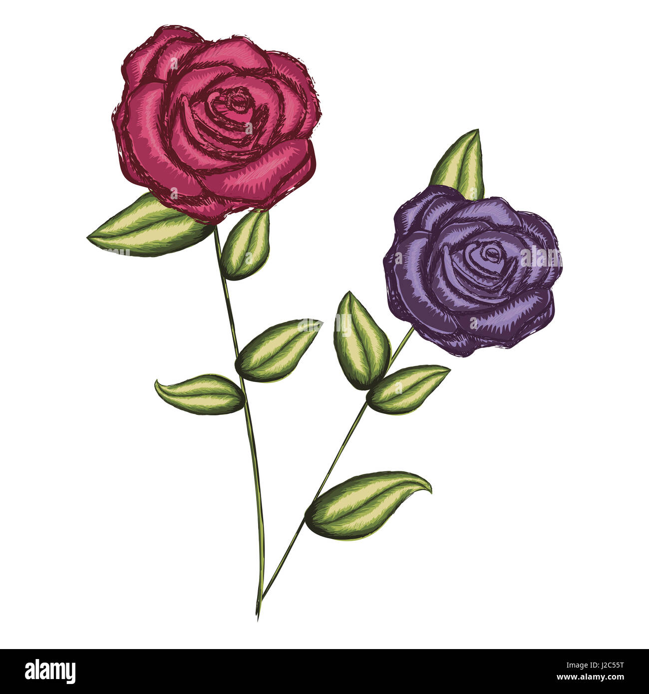 realistic flower red rose and purple rose with leaves and stem Stock ...