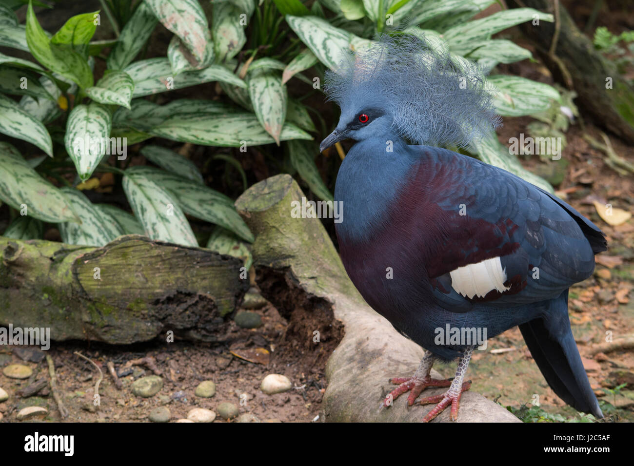 Scheepmaker's Crowned Pigeon, native to New Guinea (Goura scheepmakeri ...