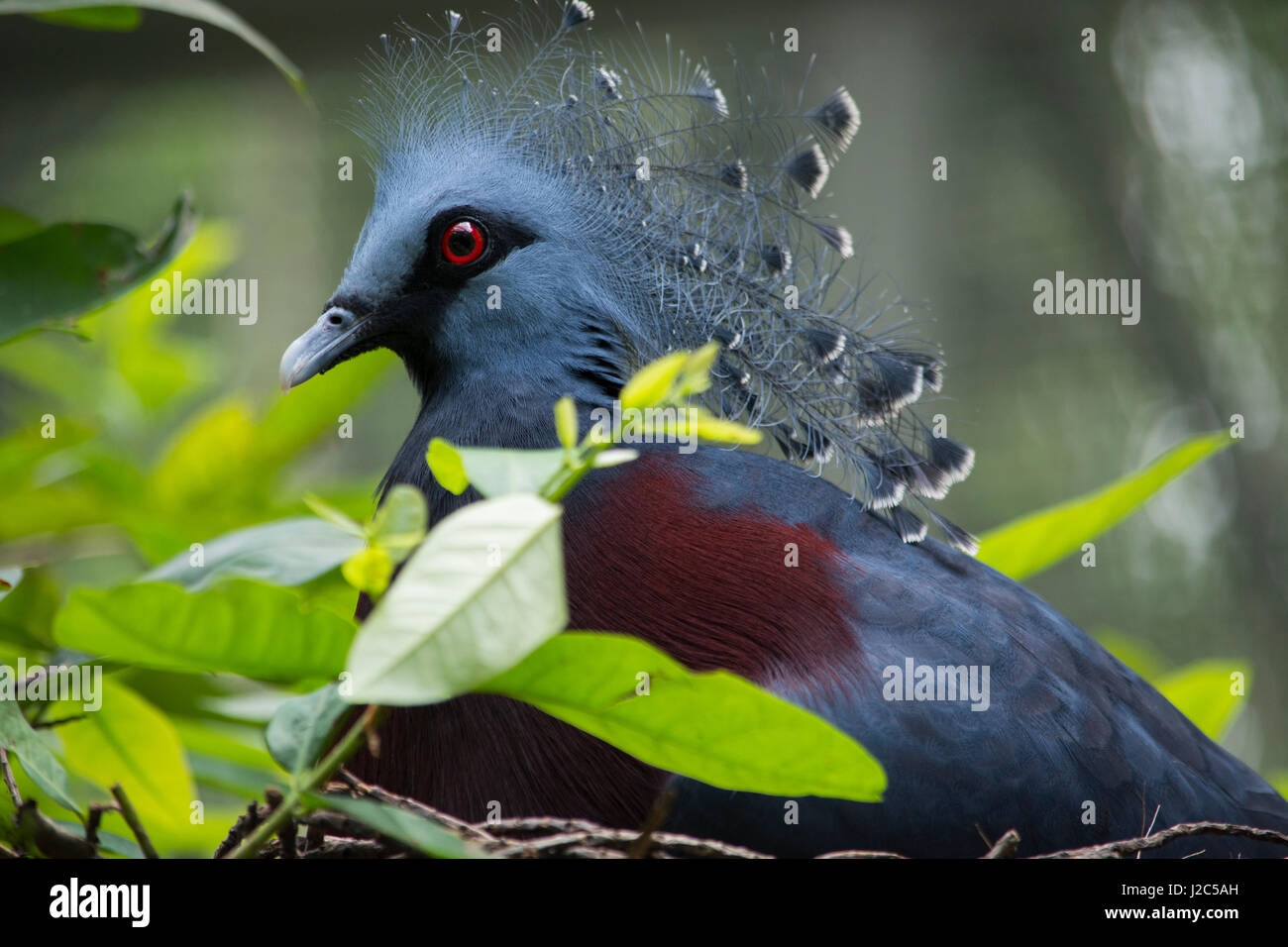Victoria crowed pigeon goura victoria hi-res stock photography and ...