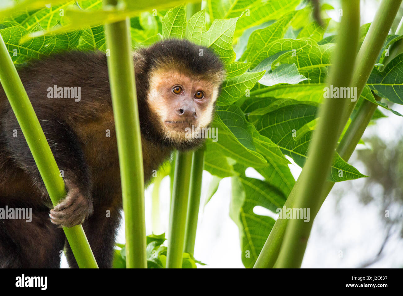 Capuchin monkey on the top of a papaya tree Stock Photo - Alamy