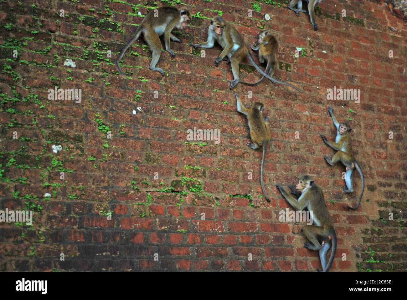 Sri Lanka, Sigiriya, monkeys climbing temple brick wall Stock Photo - Alamy