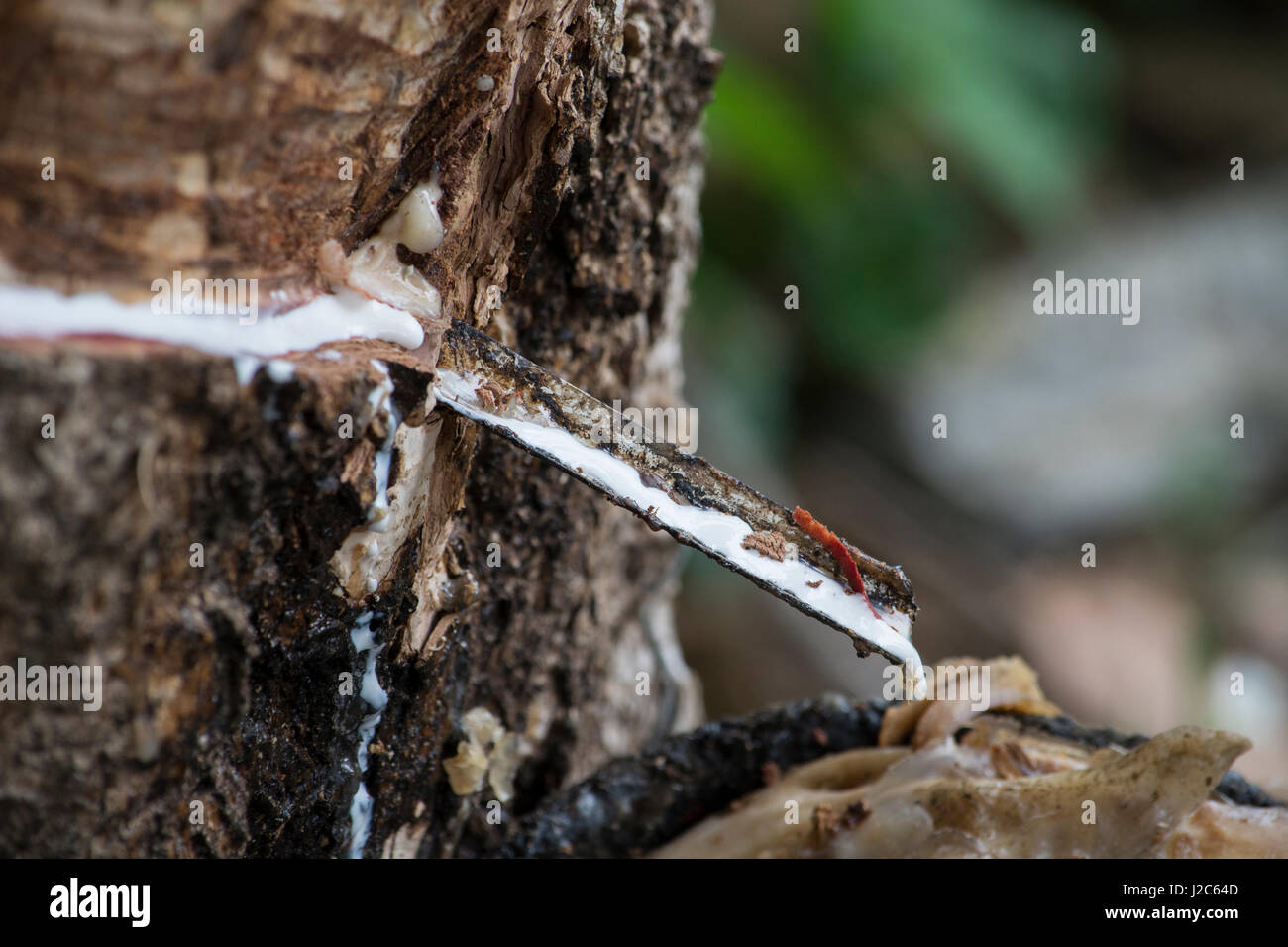 Thailand, Ko Samui. Rubber tree plantation. Rubber tree tapped to yield ...