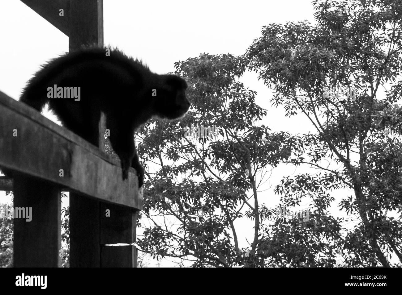 Porch monkey hi-res stock photography and images - Alamy