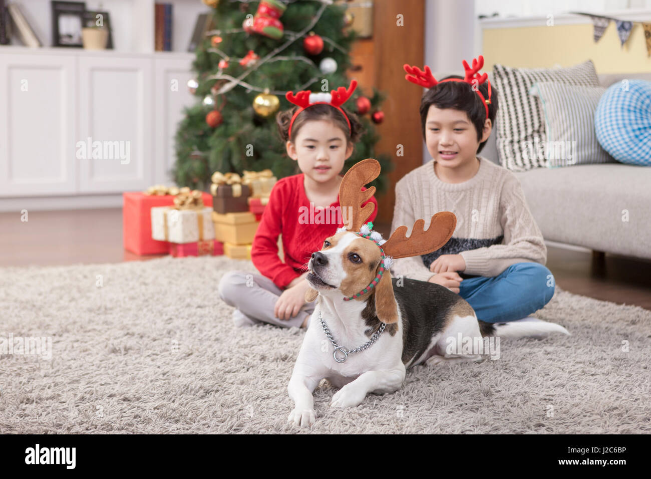 Smiling dog and boy hi-res stock photography and images - Alamy