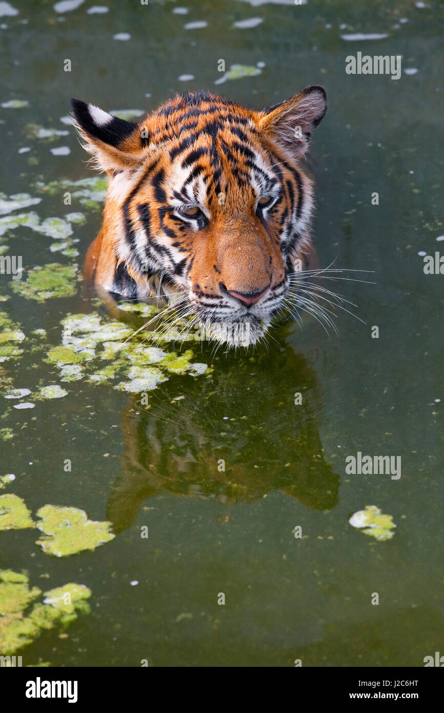 Tigers playing in water, Indochinese tiger or Corbett's tiger (Panthera ...