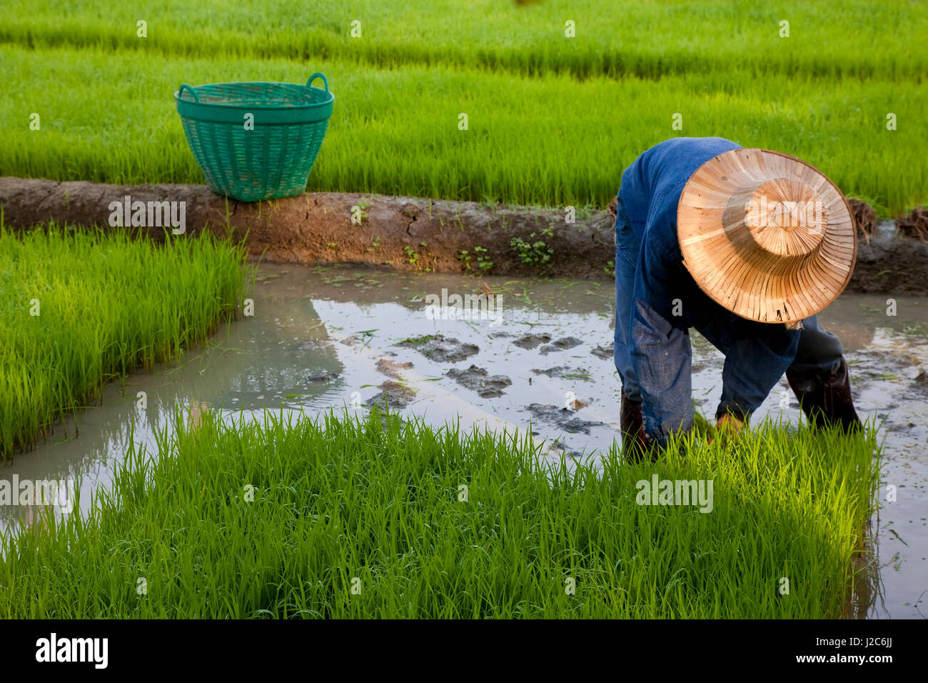 Rice paddies nr Chiang Mai, Thailand Stock Photo - Alamy
