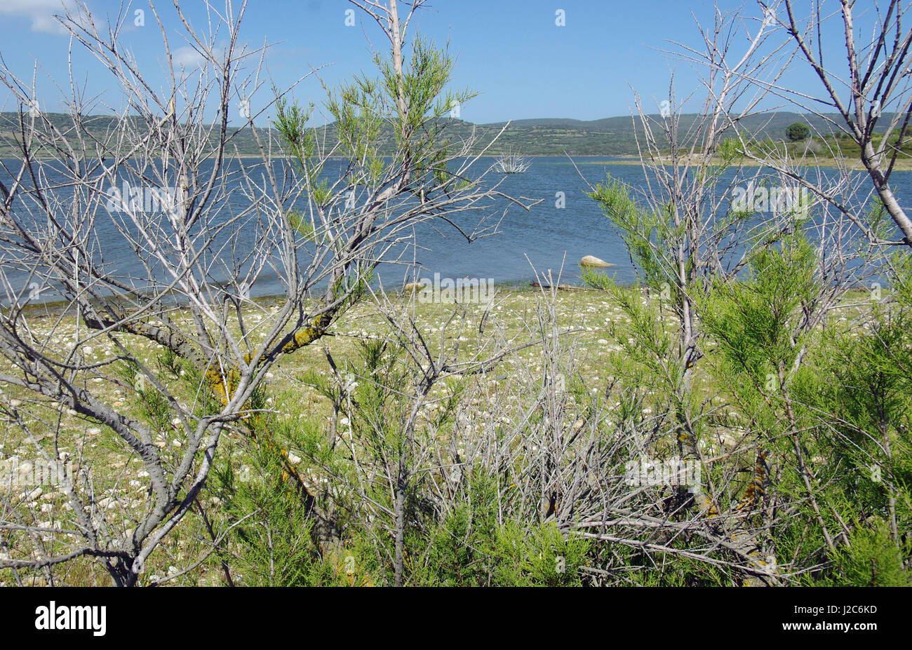 Sardinia, Omodeo Lake trough an tamarisk Stock Photo - Alamy
