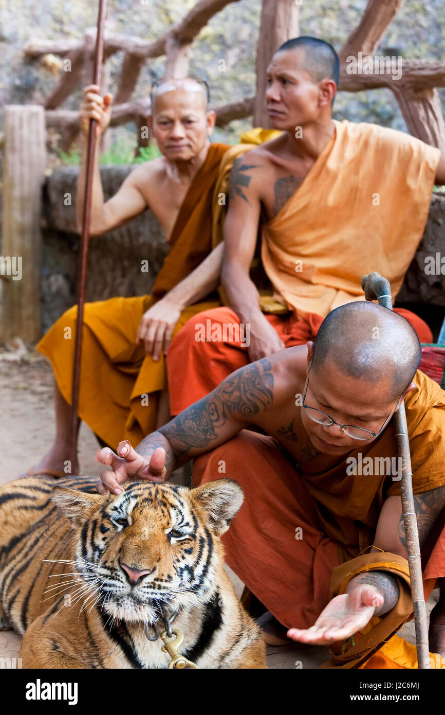 Buddhist monks and Indochinese tiger cub or Corbett's tiger (Panthera ...