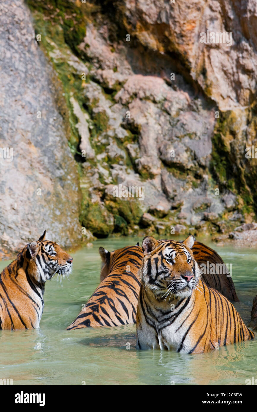 Tigers in water, Indochinese tiger or Corbett's tiger (Panthera Tigris ...