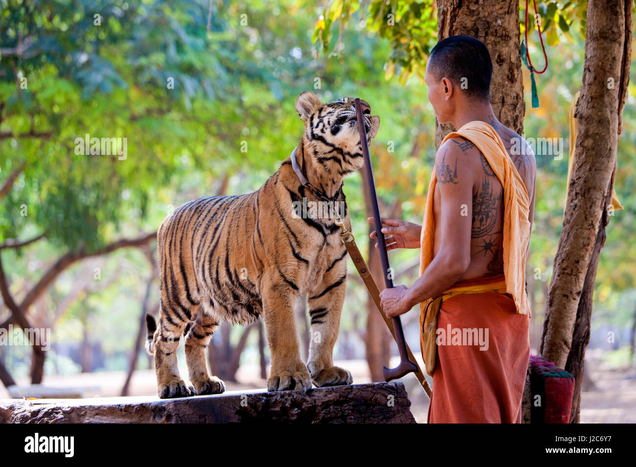 Buddhist monk with tiger, Indochinese tiger or Corbett's tiger ...
