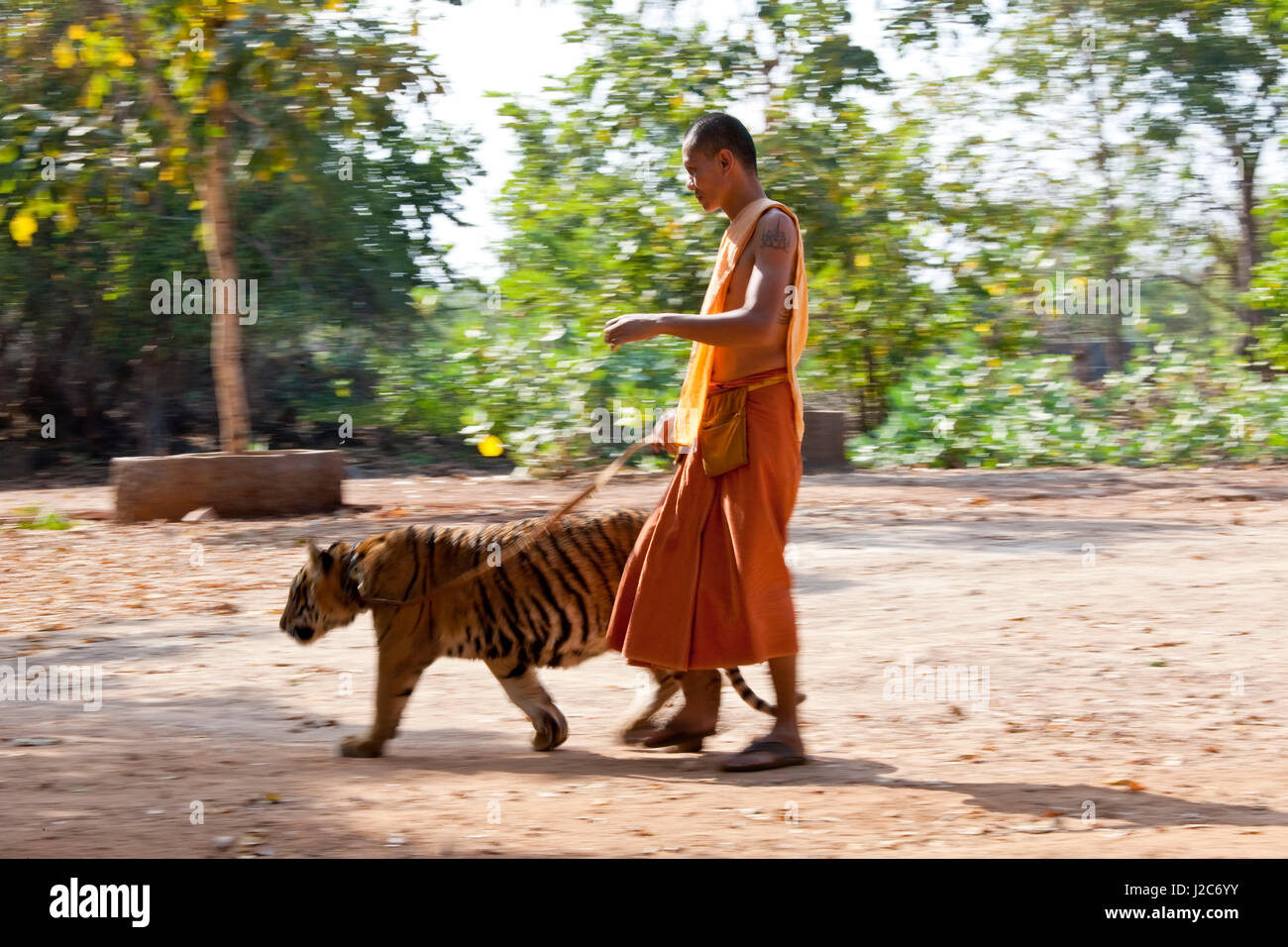 Buddhist monk with tiger, Indochinese tiger or Corbett's tiger ...