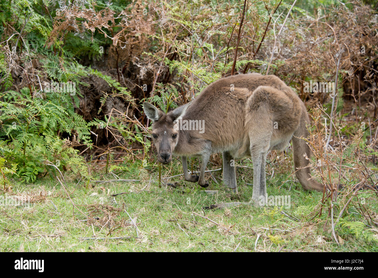 Western Australia, Perth, Yanchep National Park. Western gray kangaroo ...