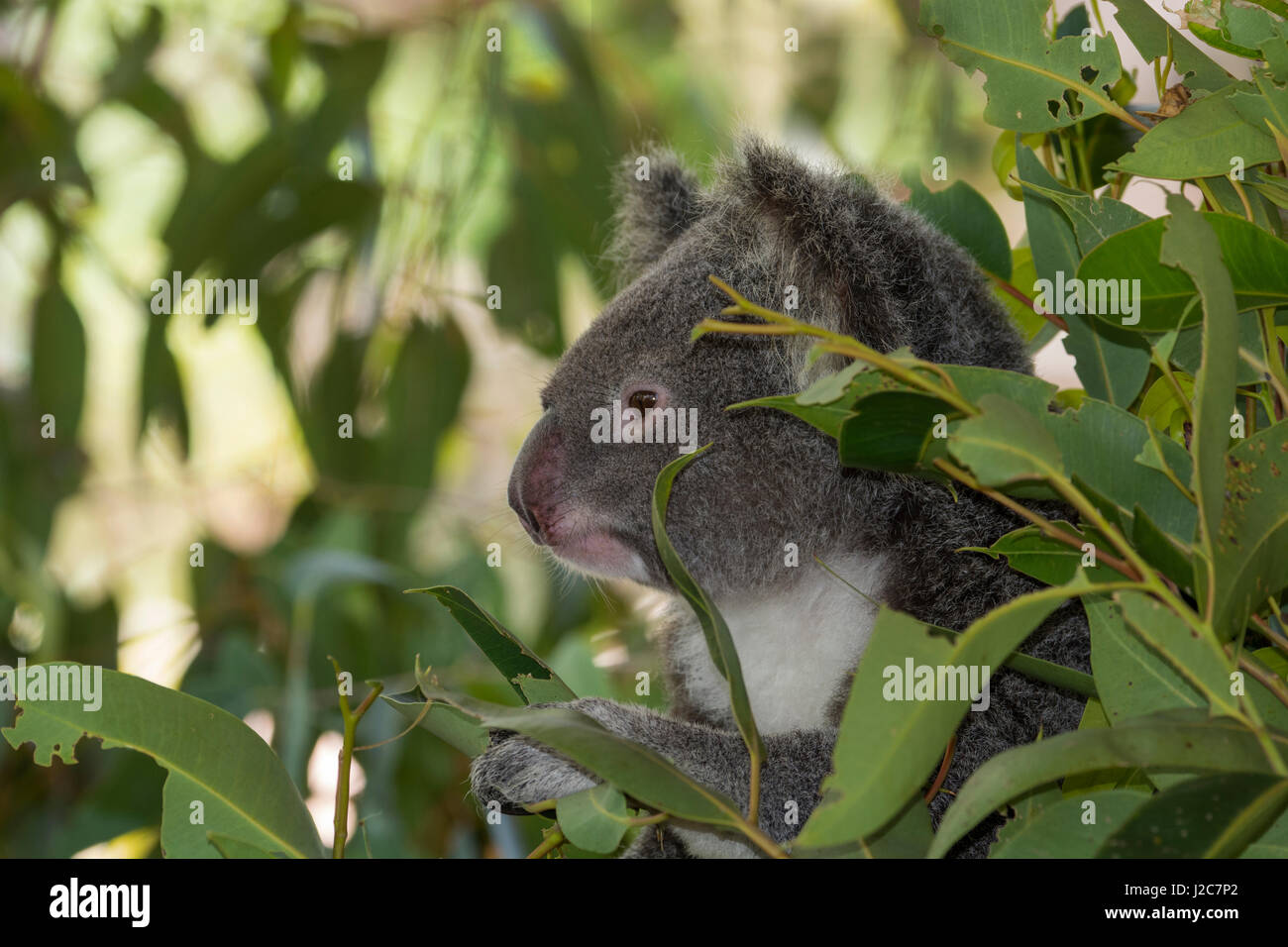 Australia, Queensland, Townsville. Billabong Sanctuary, 25-acre natural ...