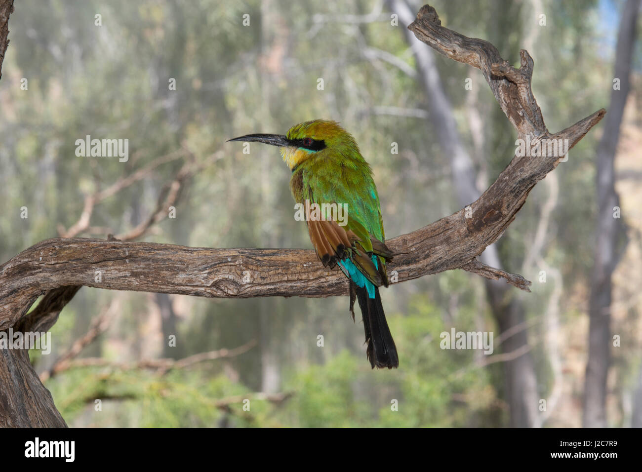 Australia, Alice Springs. Alice Springs Desert Park. Rainbow bee-eater ...