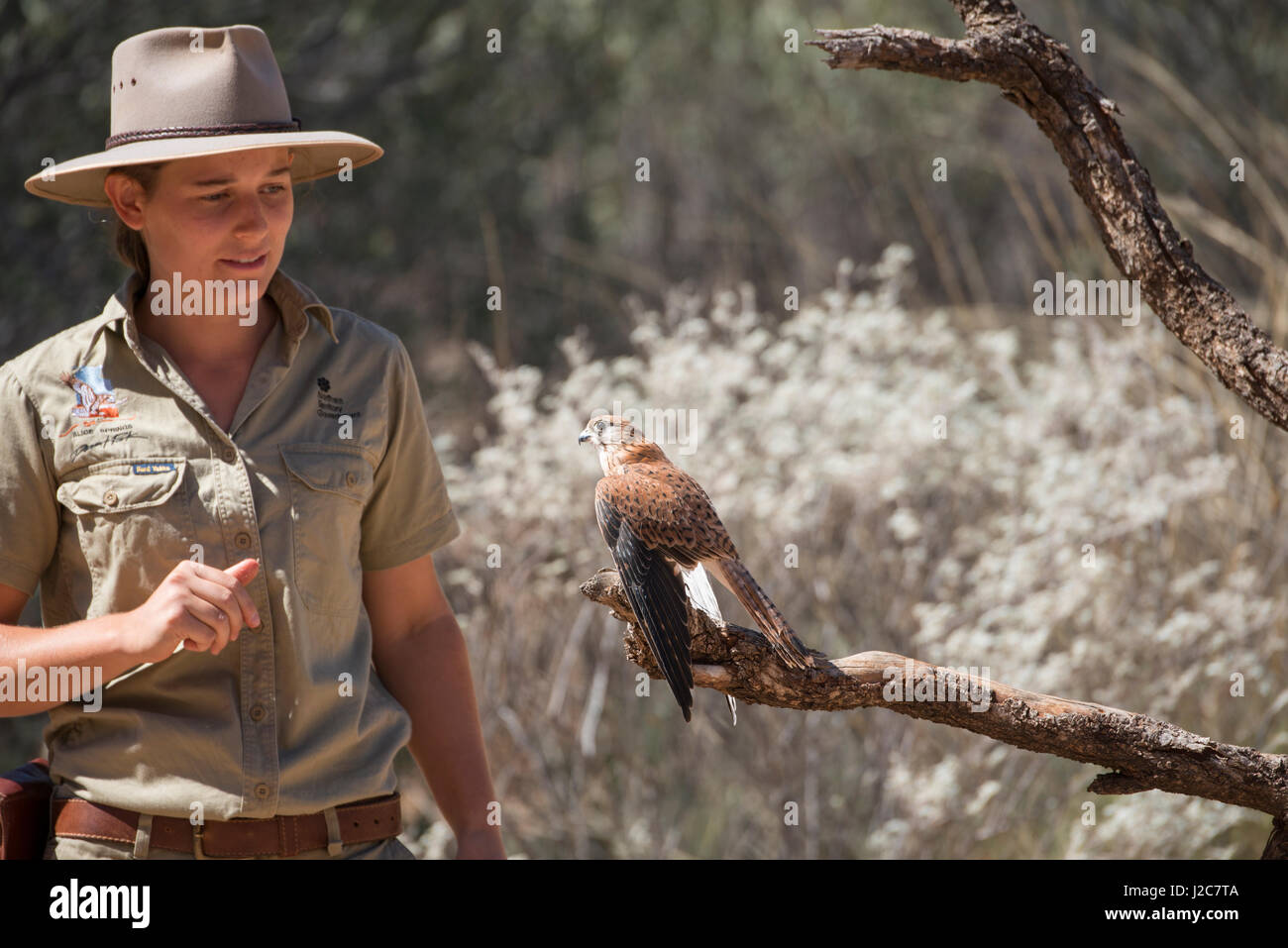 Australia, Alice Springs. Alice Springs Desert Park. Park ranger with ...