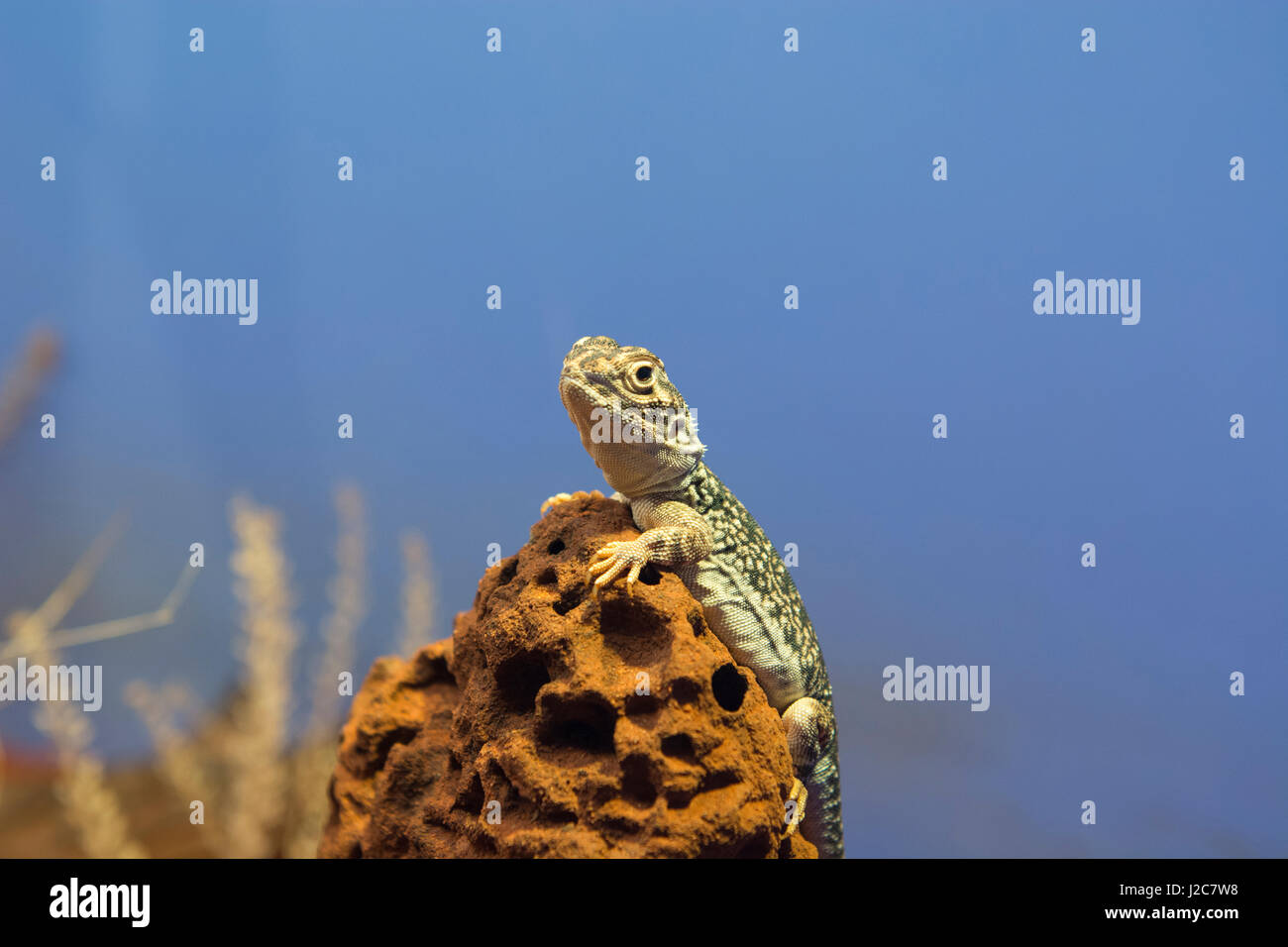 Australia, Alice Springs. Central Netted Dragon Stock Photo - Alamy