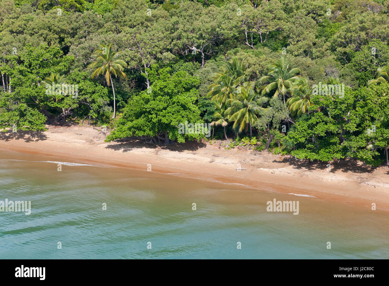 Aerial view of rain forest palm trees and and beach, Daintree Forest ...
