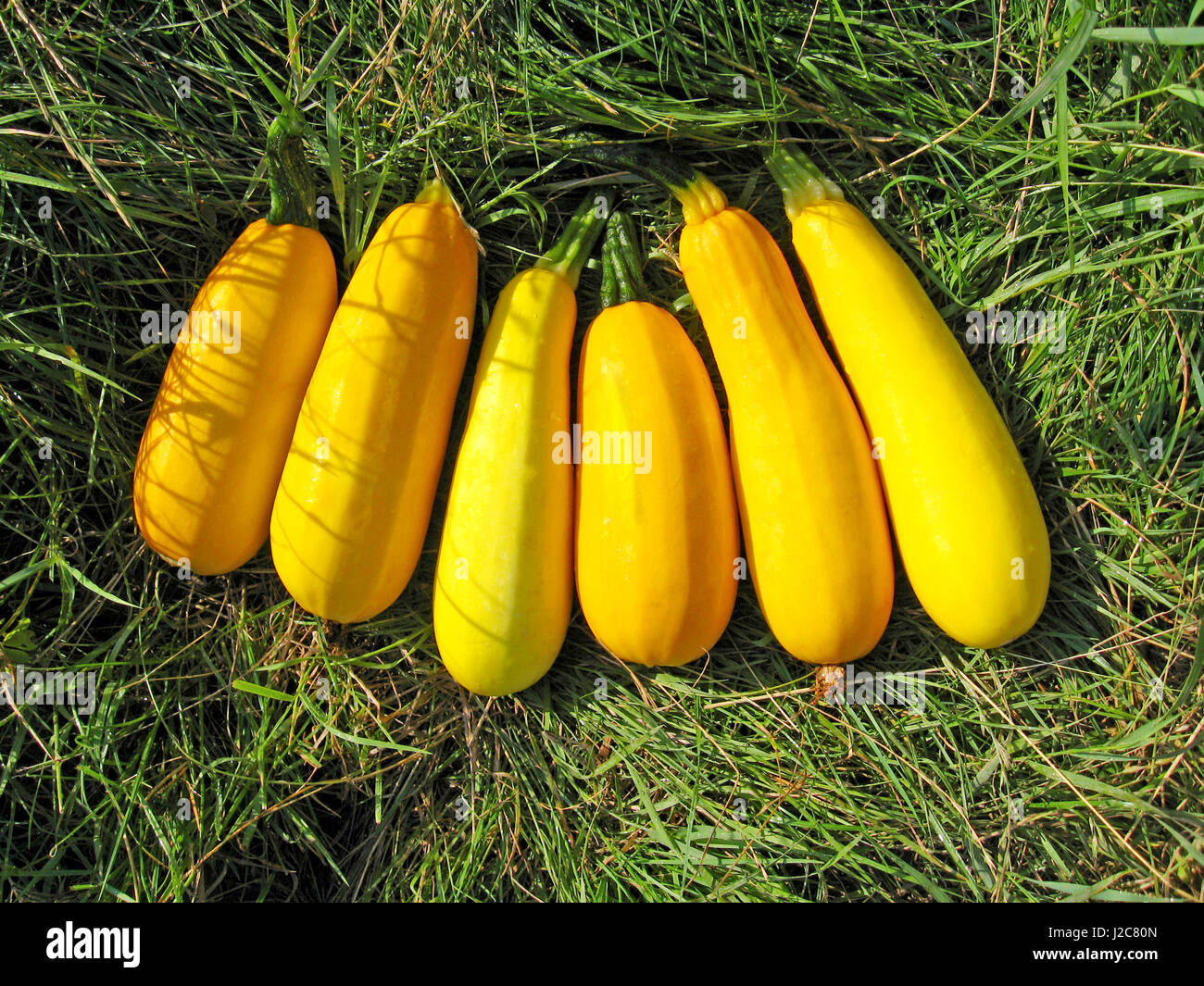 harvest of ripe yellow squashes on the grass Stock Photo - Alamy