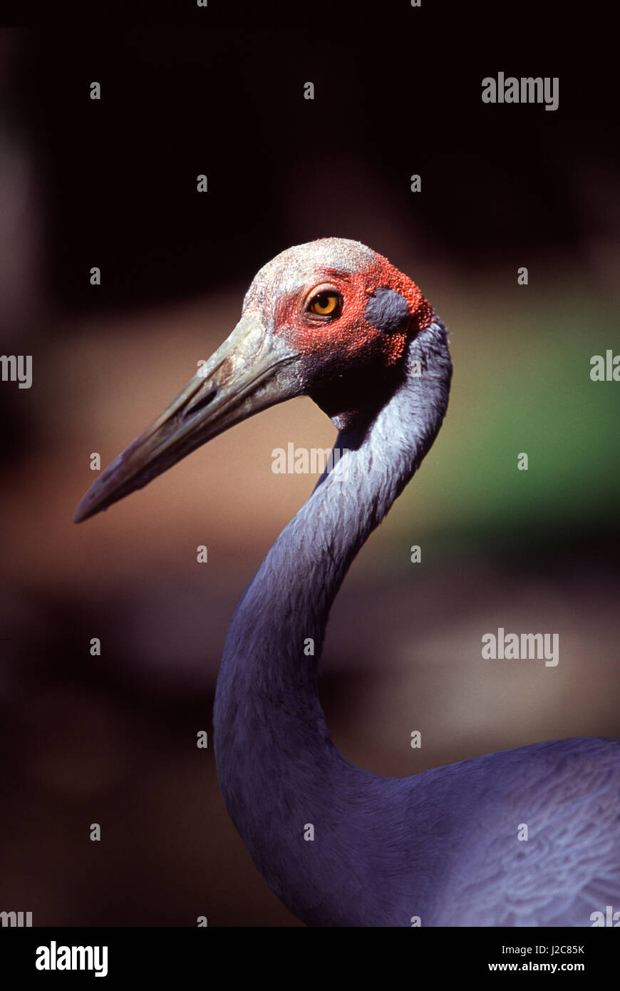 The brolga (Grus rubicunda) is one of Australia's species of crane ...