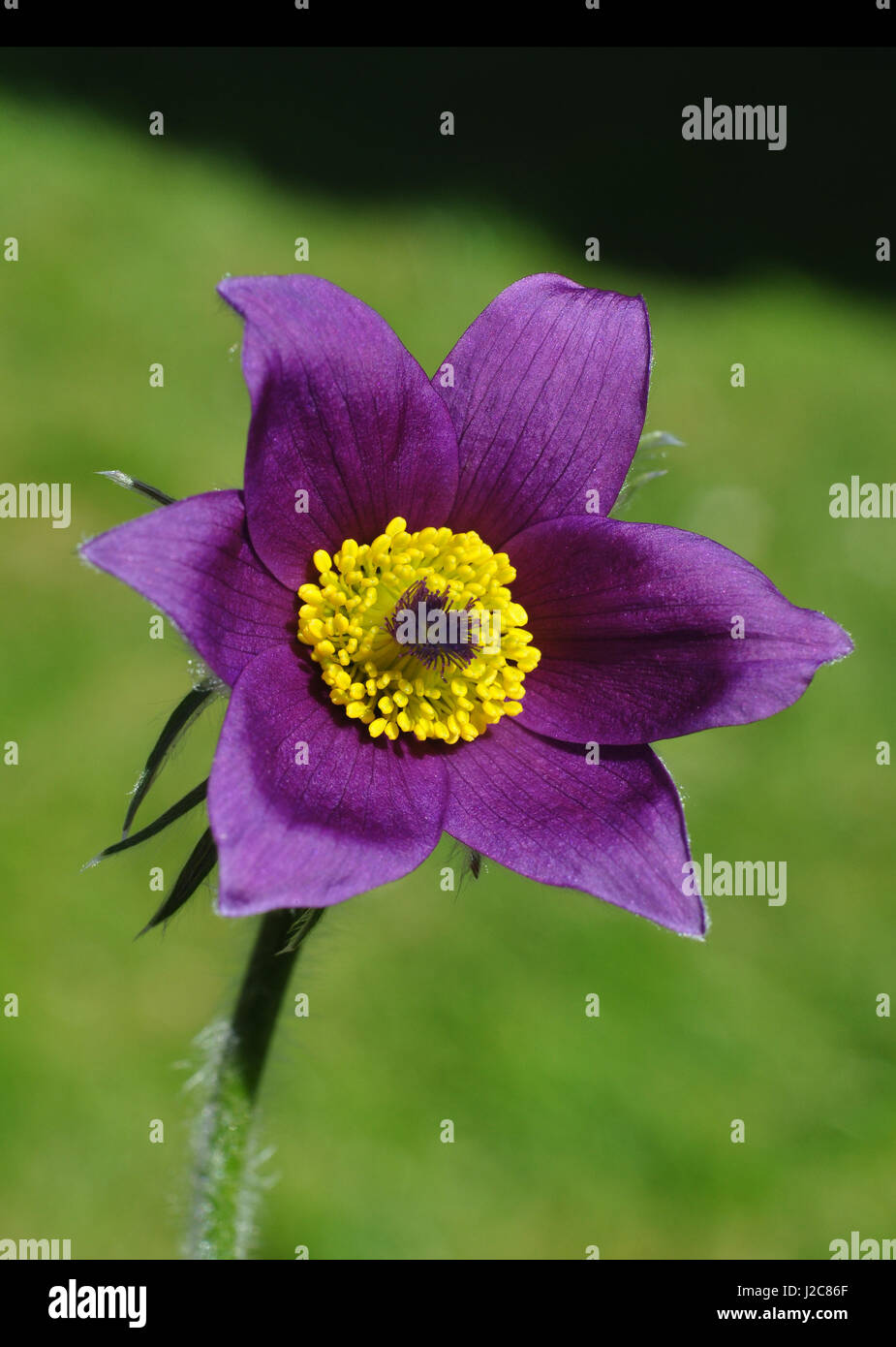 Pinwheel flower hi-res stock photography and images - Alamy